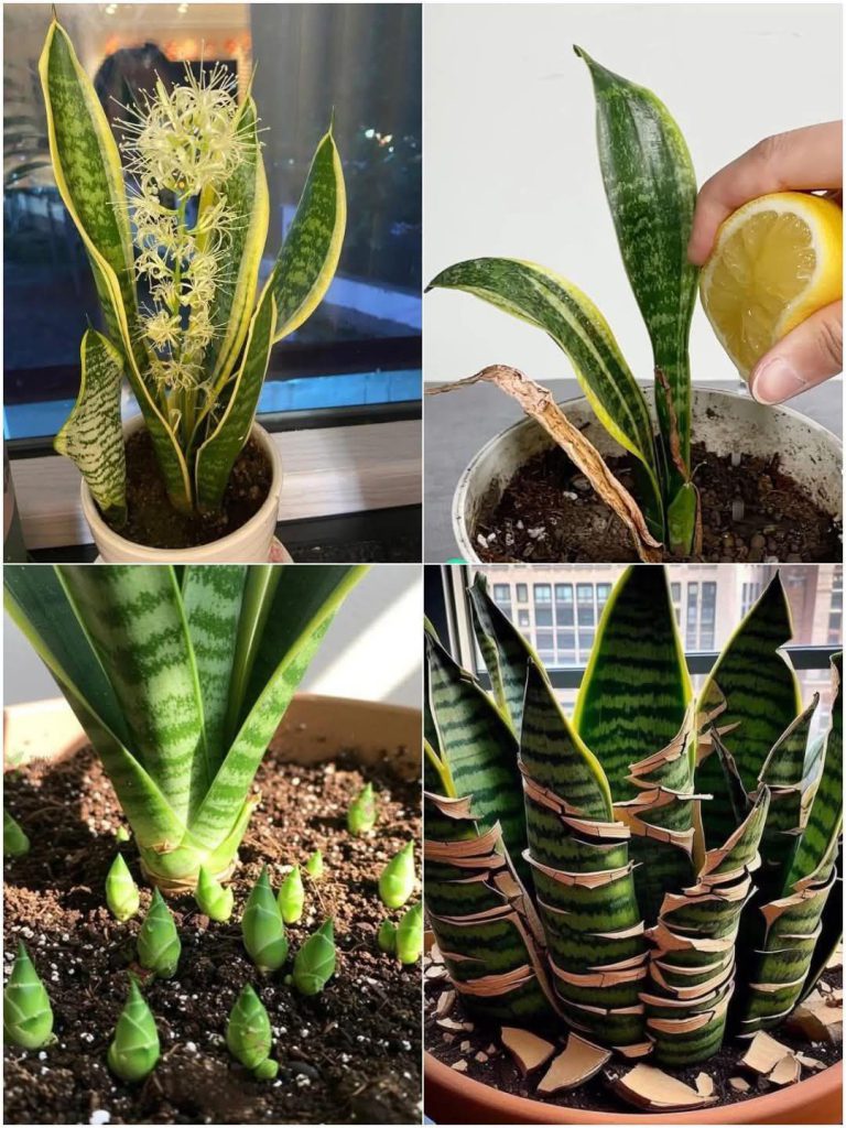 Use Lemon Juice For Your Snake Plant And It Will Grow Crazily – Best ...