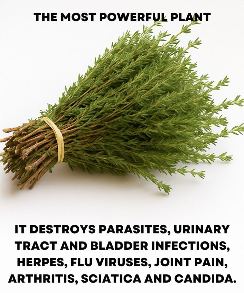 It is among the most powerful plants in the world – Best Recipes